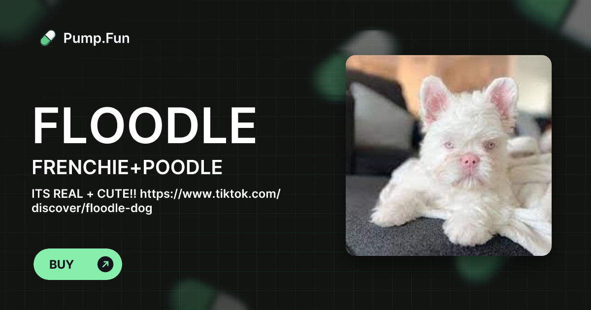 FRENCHIE+POODLE (FLOODLE) - Pump
