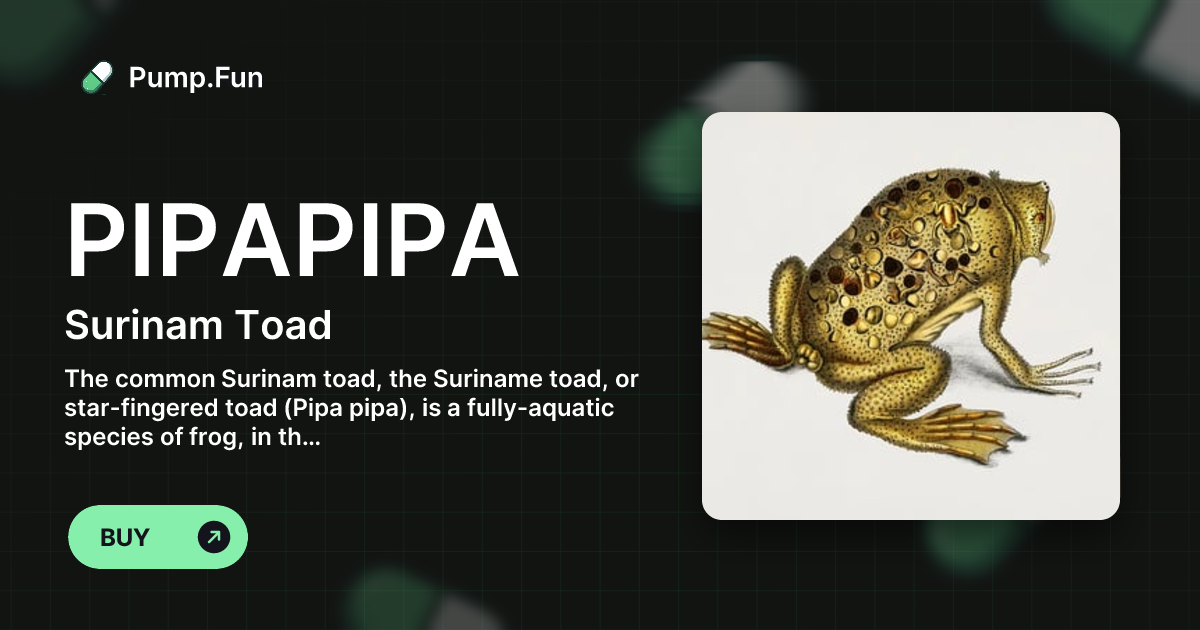 Surinam Toad (PIPAPIPA) - Pump