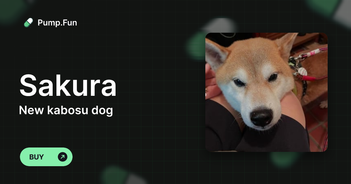 New kabosu dog (Sakura) - Pump