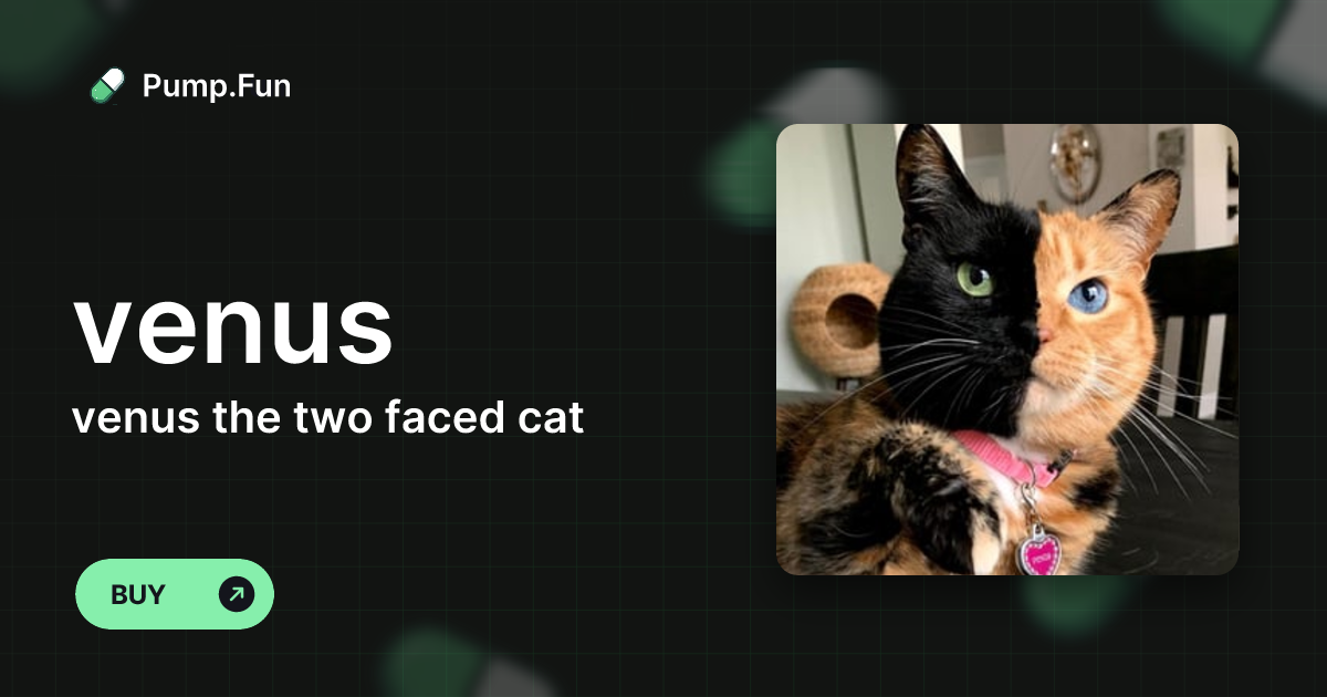 venus the two faced cat (venus) - Pump