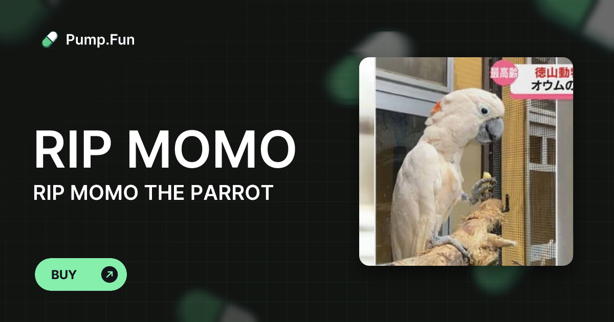 RIP MOMO THE PARROT (RIP MOMO) - Pump