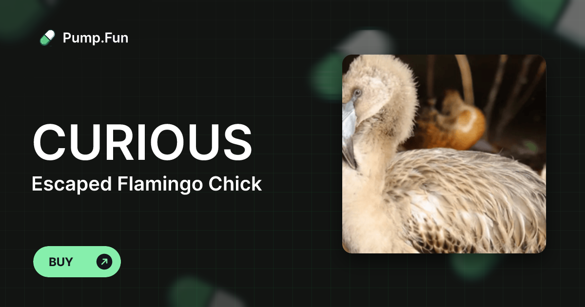 Escaped Flamingo Chick (CURIOUS) - Pump