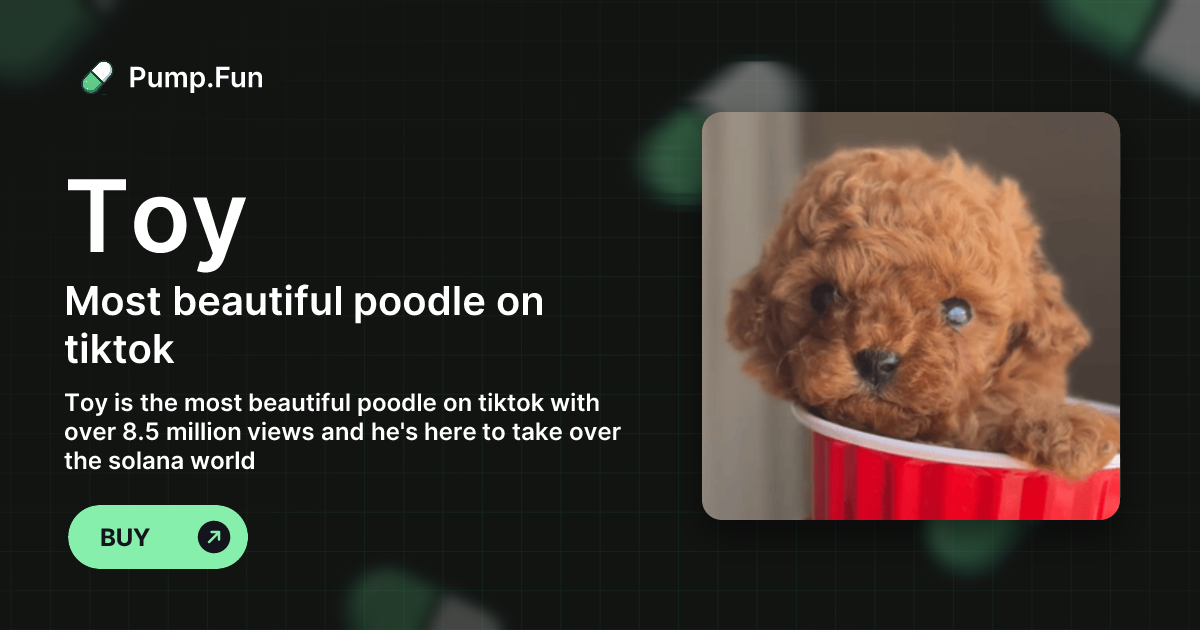 Most beautiful poodle on tiktok (Toy) - Pump